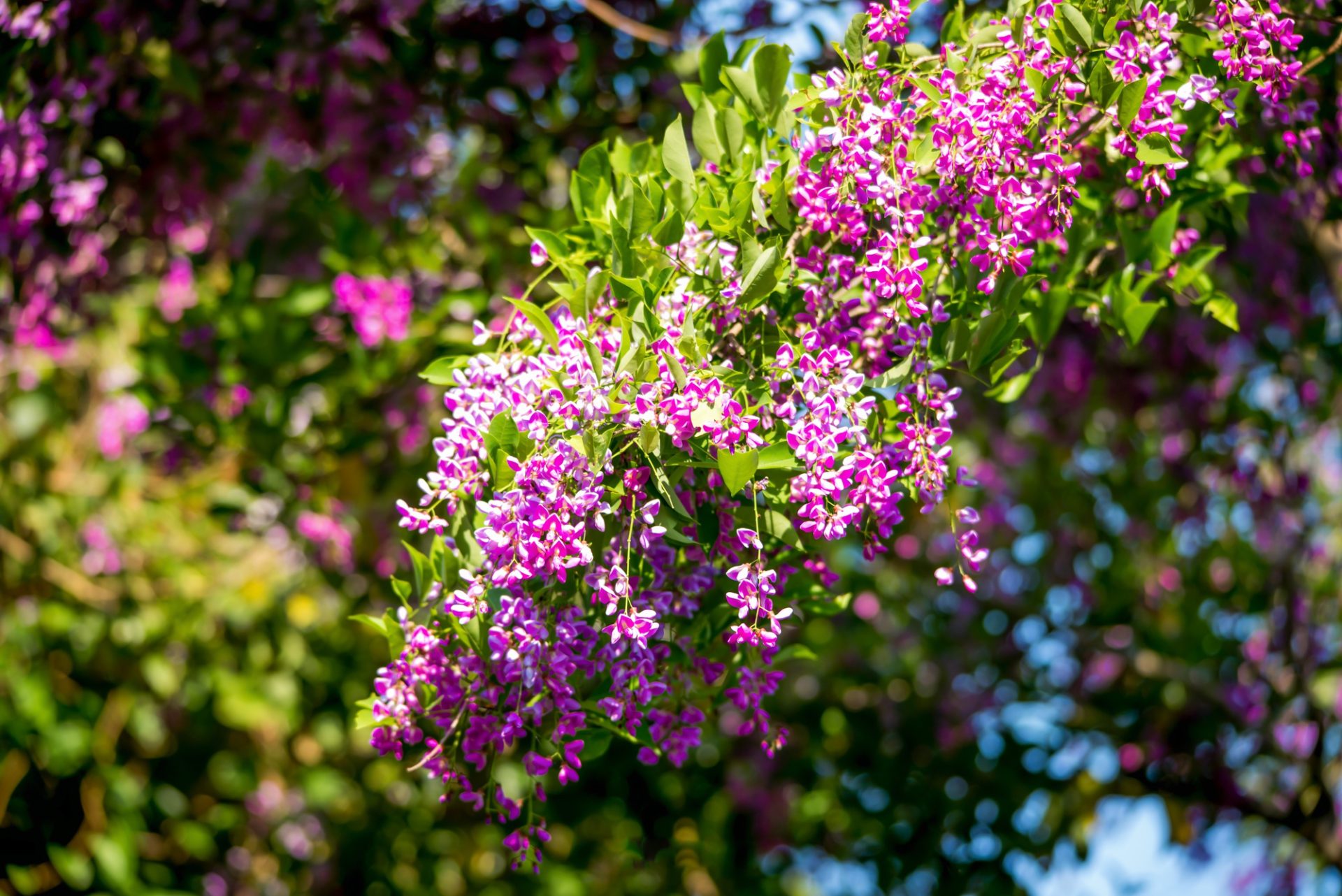 Thàn Mát flowers - The Hidden Beauty of Son Tra Peninsula - Da Nang Leisure