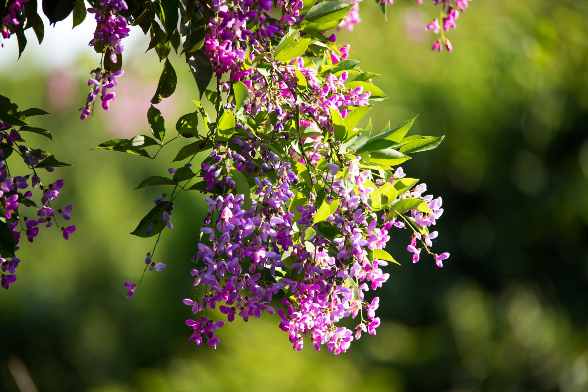 Thàn Mát flowers - The Hidden Beauty of Son Tra Peninsula - Da Nang Leisure