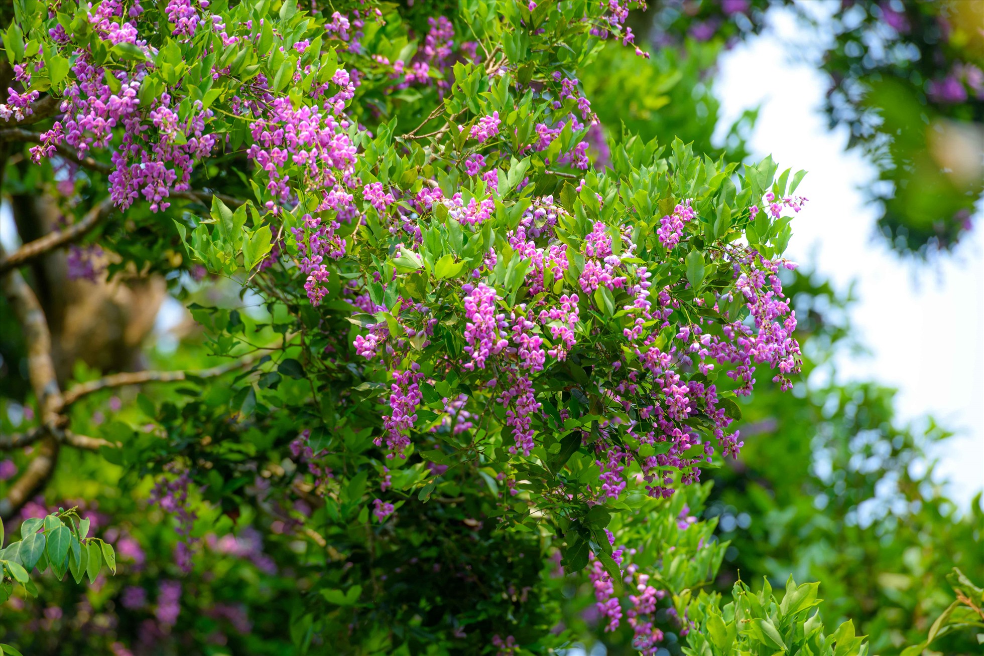 Thàn Mát flowers - The Hidden Beauty of Son Tra Peninsula - Da Nang Leisure